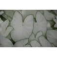 10 June Bride Fancy Caladium Bulbs for Planting - Exotic White Elephant ...