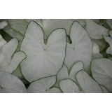 10 June Bride Fancy Caladium Bulbs for Planting - Exotic White Elephant ...