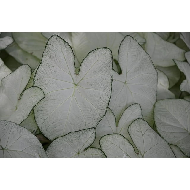 10 June Bride Fancy Caladium Bulbs for Planting - Exotic White Elephant ...