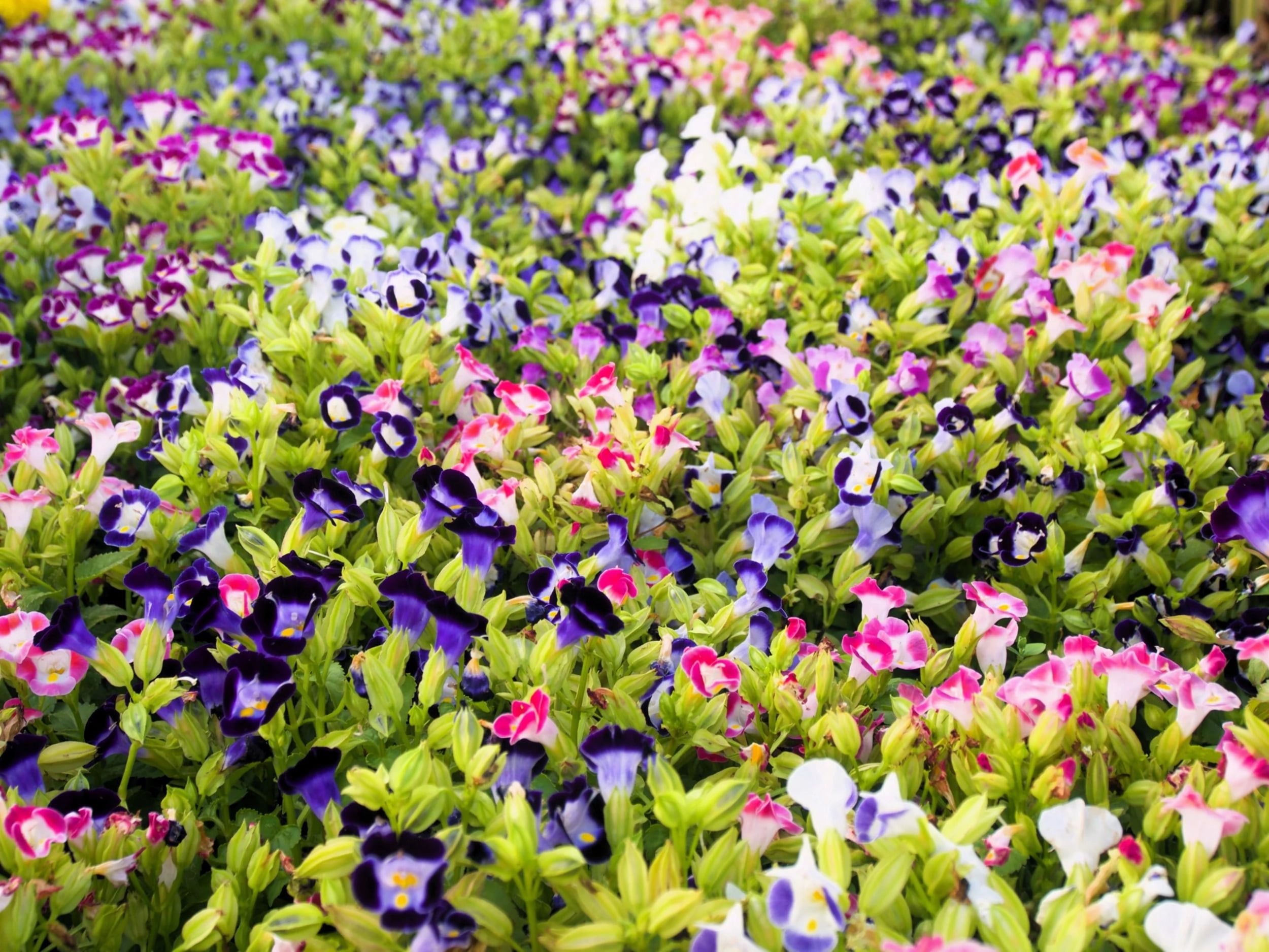 10 KAUAI MIX TORENIA Fournieri Sun or Shade Wishbone Flower Seeds ...