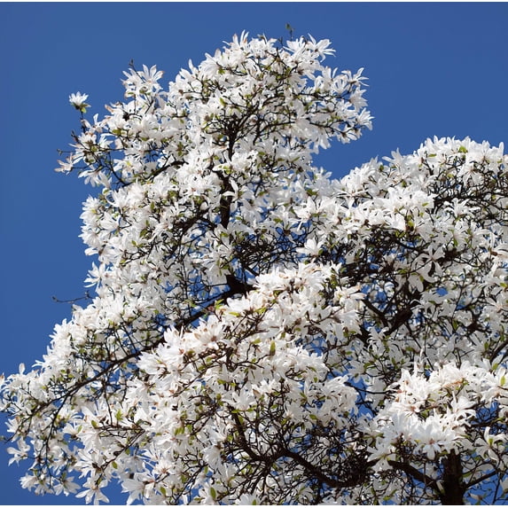 Seedville USA 10 Kobus Magnolia Tree Seeds, White Pink Fragrant Flowers ...
