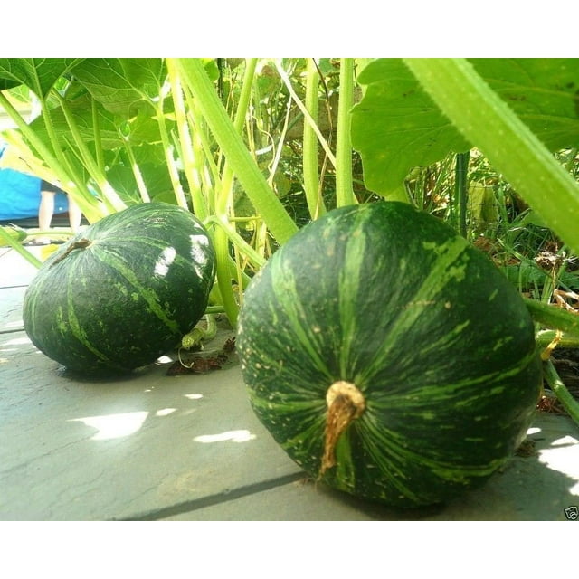 10 Kabocha Pumpkin Seeds | Exotic Garden Fruit Seeds to Plant | Sweet ...