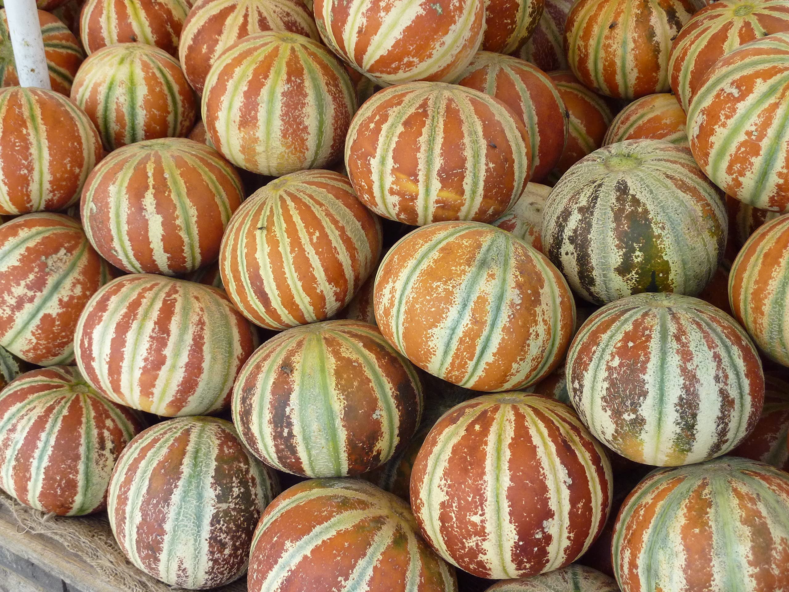 10 Kajari Melon Seeds, Cucumis Melo, Indian Delhi Melon Seeds - 10 ...