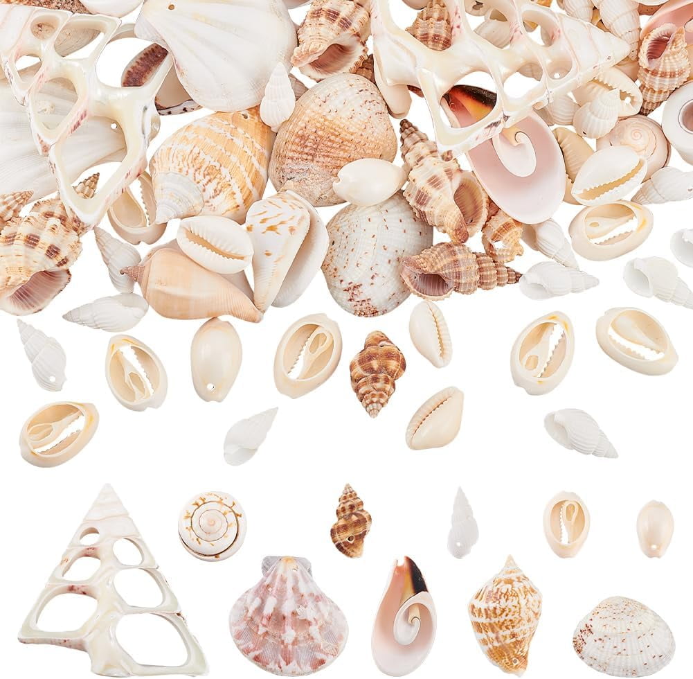 10 Kinds Small Sea Shell 250g Ocean Beach Spiral Seashells Craft Charms ...