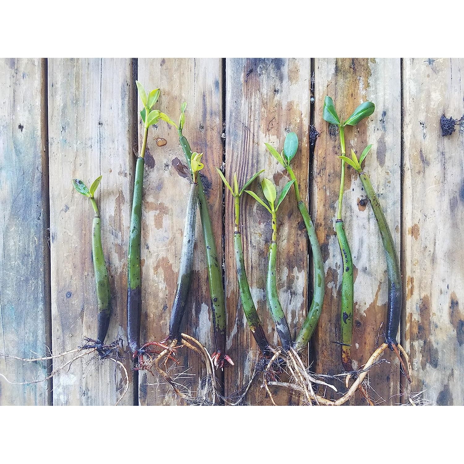 10 LIVE Mangroves - Red Mangrove Seedlings - Filtration, Aquarium ...