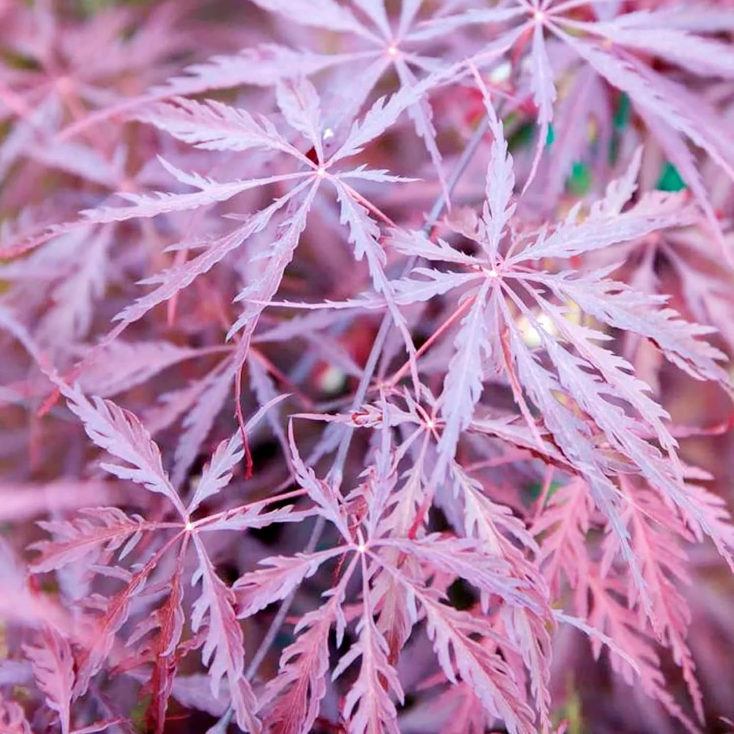 10 Laceleaf Japanese Maple Seeds Palmatum for Planting Ornamental ...