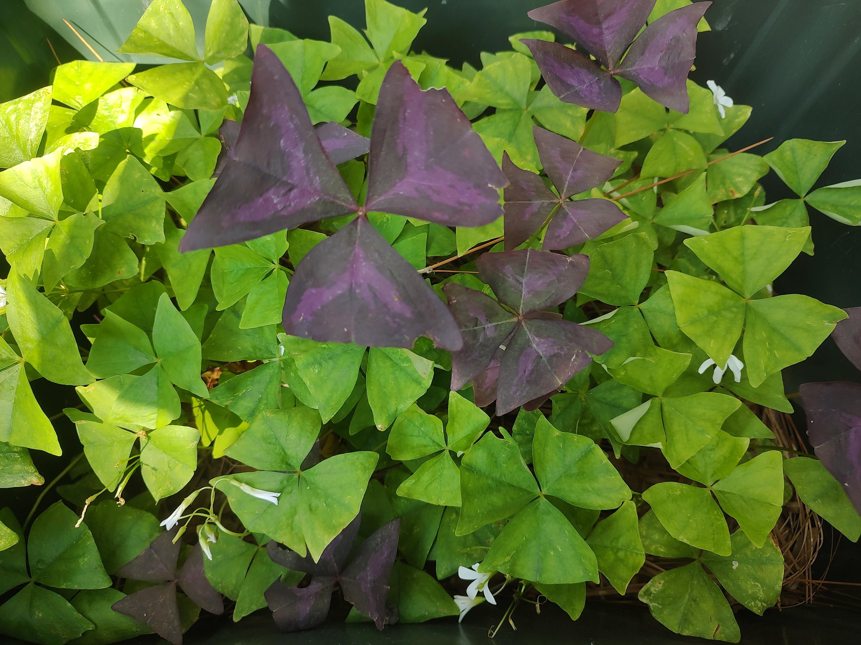 10 Large Leaf Shamrock Seeds | Easy-Grow Oxalis | Indoor/Outdoor ...