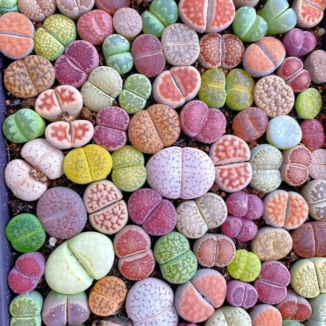10 Large Lithops Live Plants Mix Colorful Lithops Succulents Plants ...