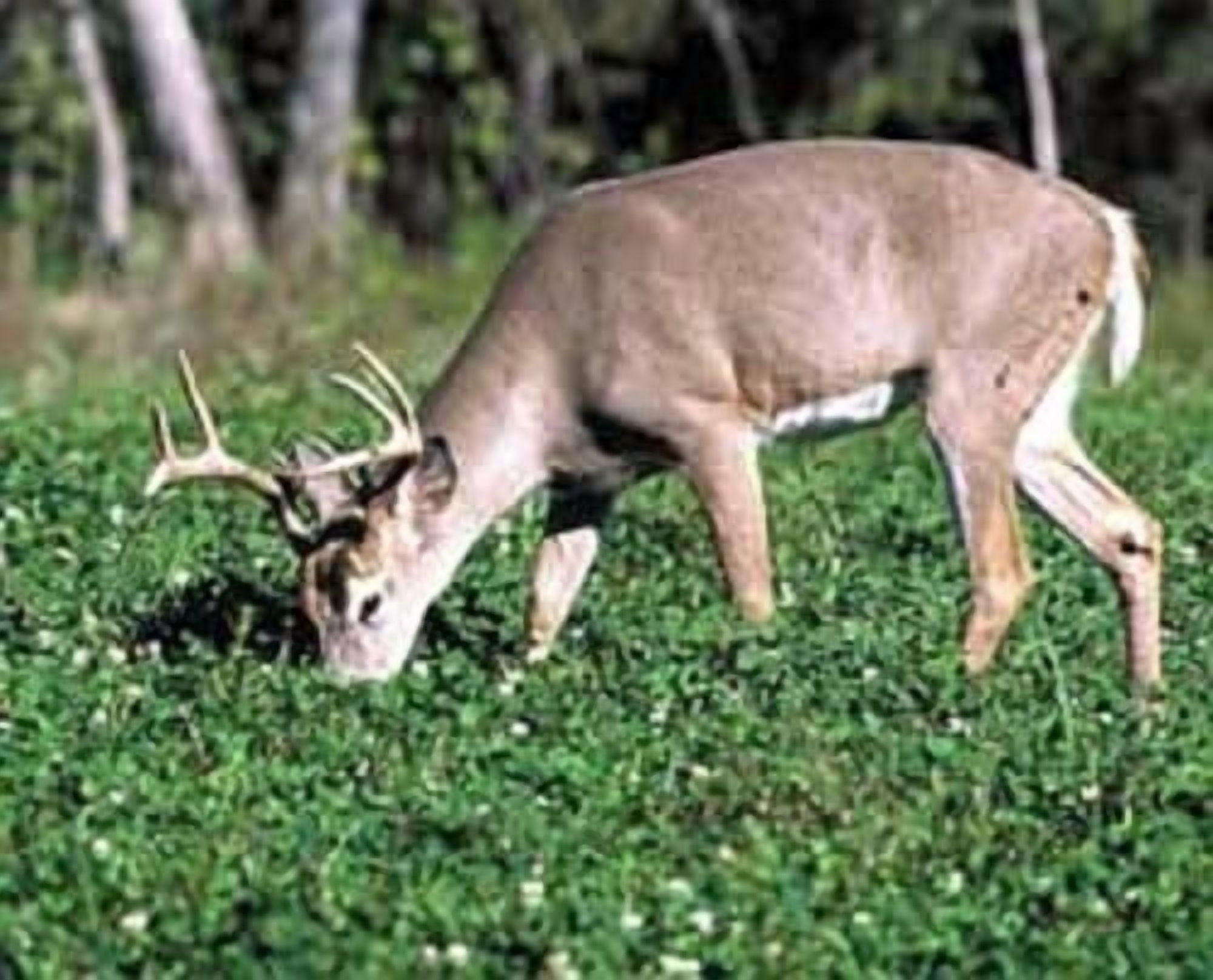 10 Lbs CLOVER SEED MIX For Deer Turkeys Ladino Red Crimson Clovers Plus ...