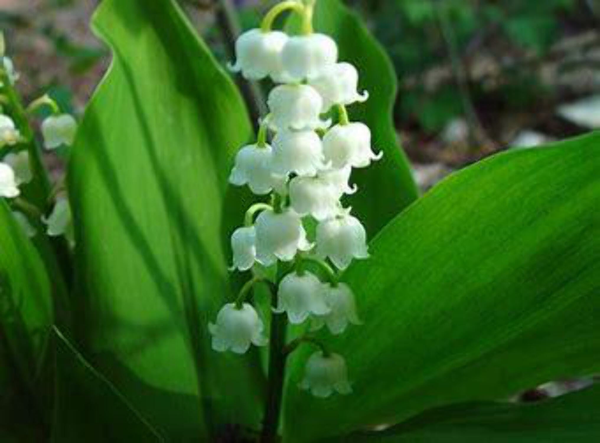10 Lily of the Valley Pips - Walmart.com