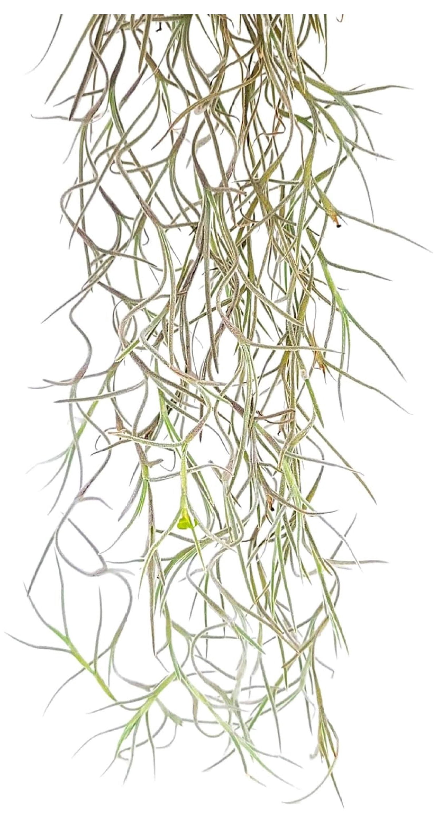 10 Live Spanish Moss Hanging Clumps on Wire, Tillandsia Usneoides ...