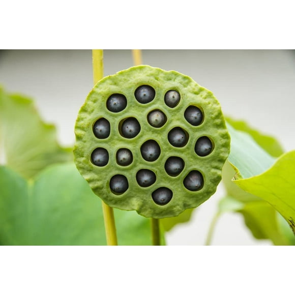 Lotus Seeds