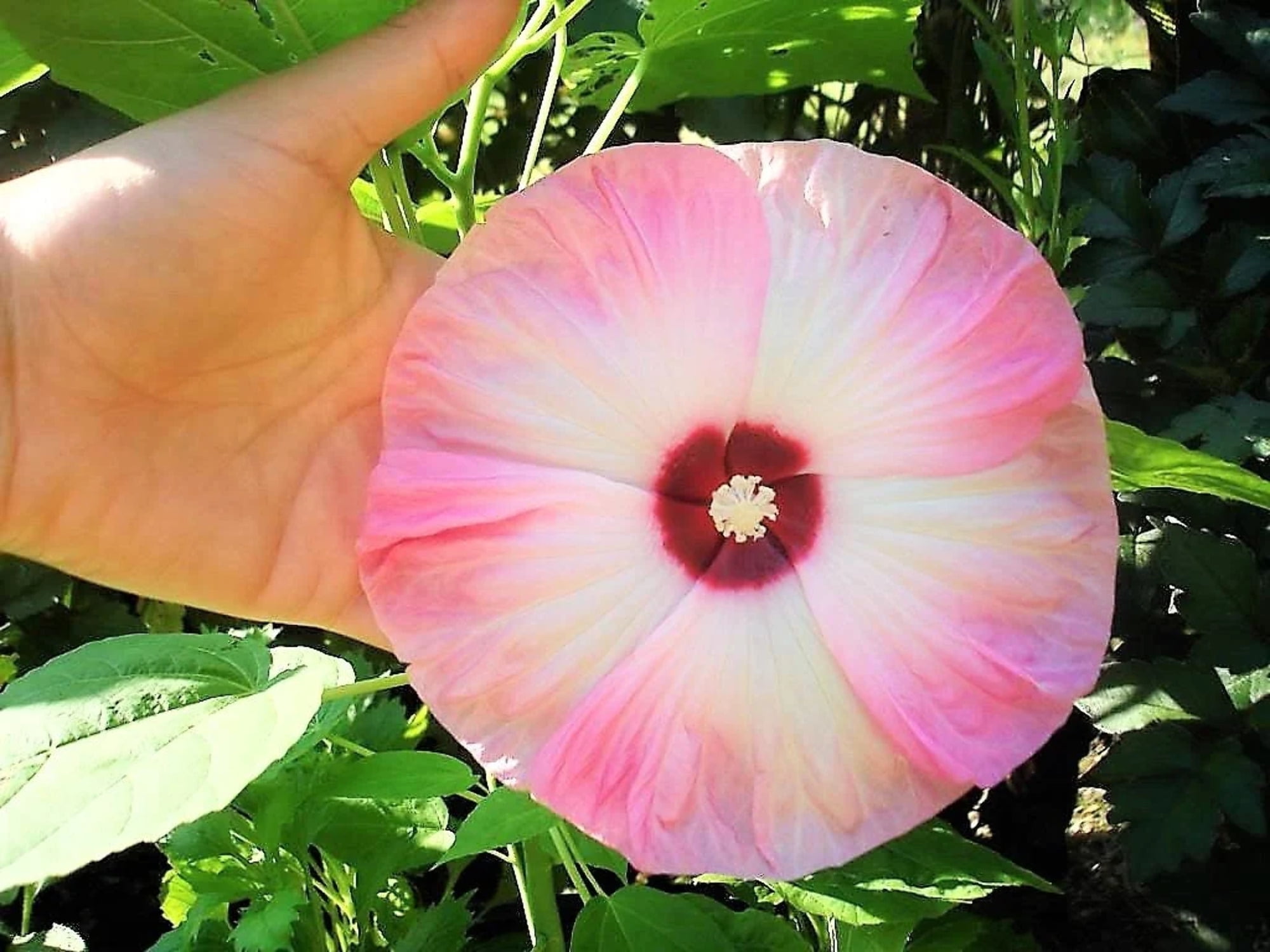 10 Luna PINK SWIRL Hardy HIBISCUS Flower Seeds - Walmart.com