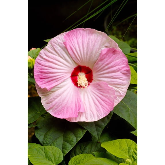 10 Luna PINK SWIRL Hardy HIBISCUS Flower Seeds - Walmart.com