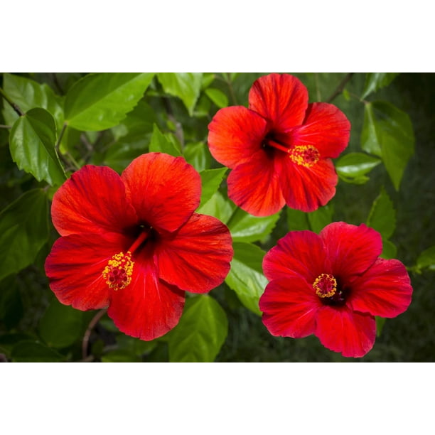 10 Luna RED HARDY HIBISCUS Hibiscus Moscheutos Balhibred Flower Seeds ...