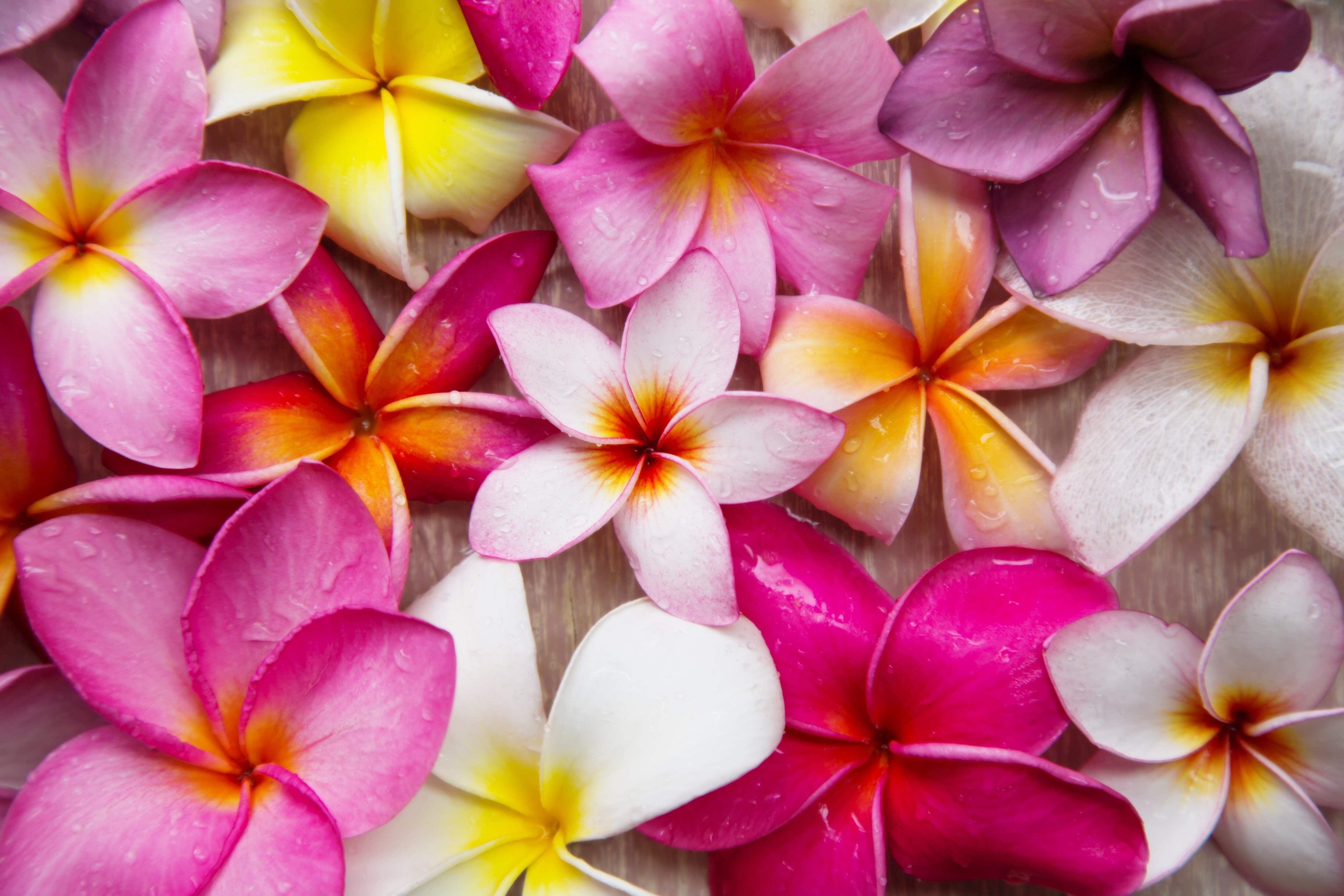 10 Mixed Colors Plumeria Seeds - Fragrant Lei Flower Frangipani Shrub ...