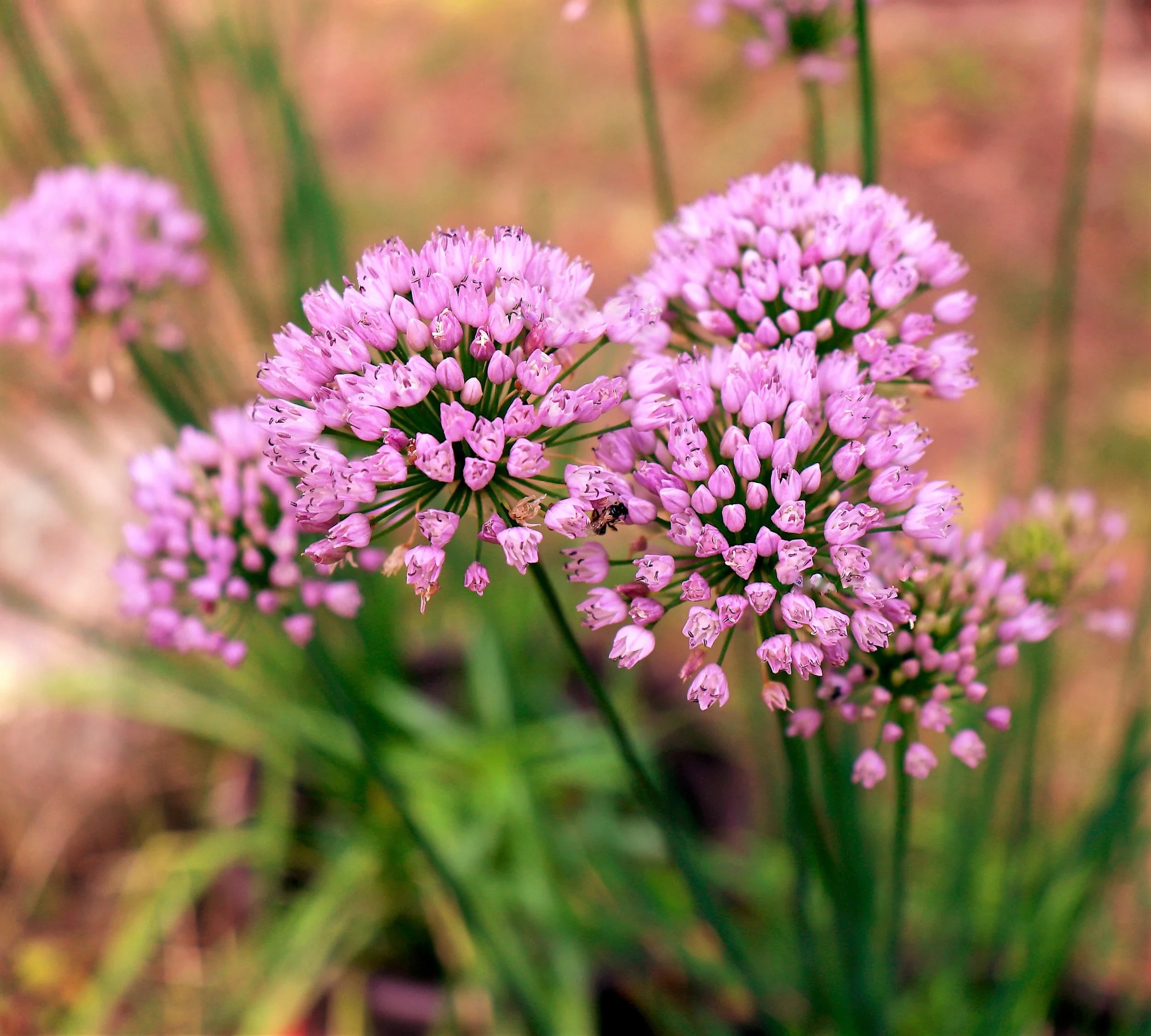 10 Seeds MOUSE GARLIC Allium Angulosum Wild Garlic Pink Flower Herb ...