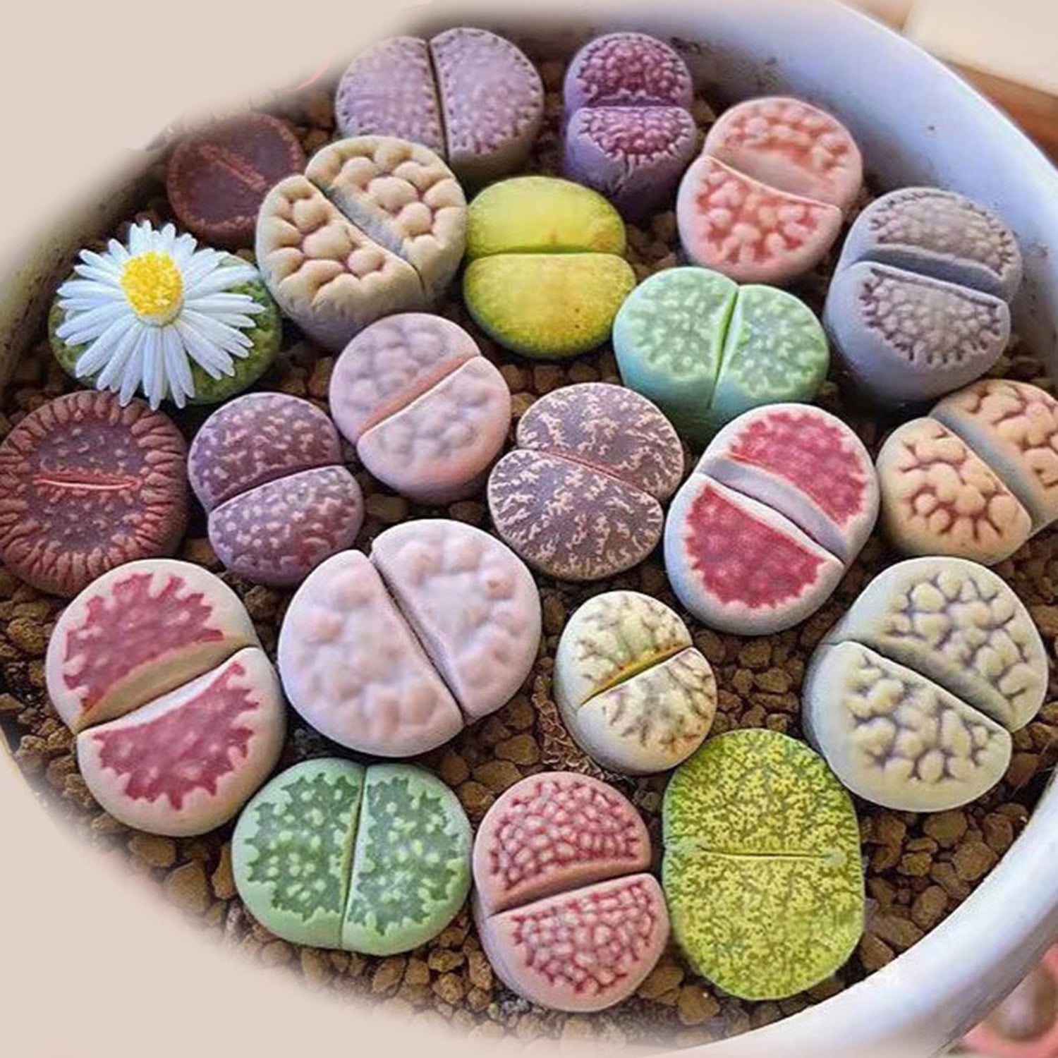 Mix Lithops Live Succulent Plants, 10 Count, Living Stones - Walmart.com