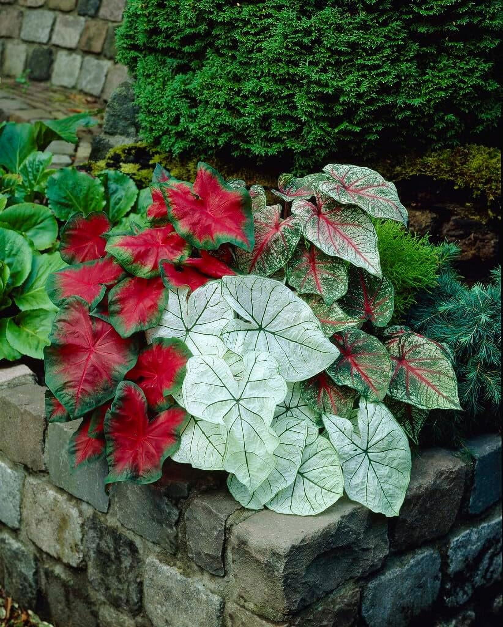 10 Mixed Color Caladium Bulbs for Planting - Perennial Hosta, Elephant ...