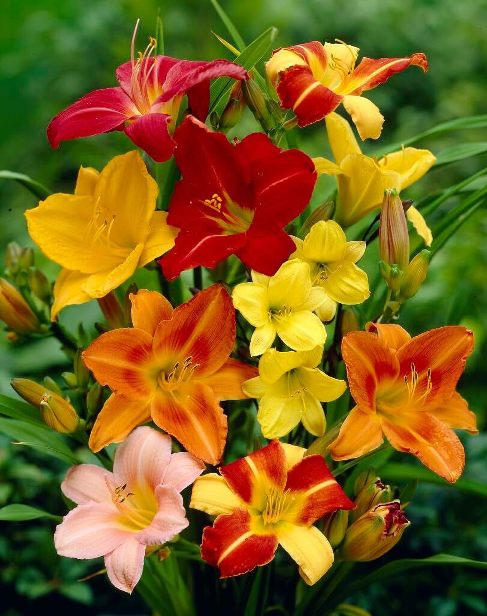 10 Mixed Color Daylily Roots for Planting - Grow Beautiful Perennial ...