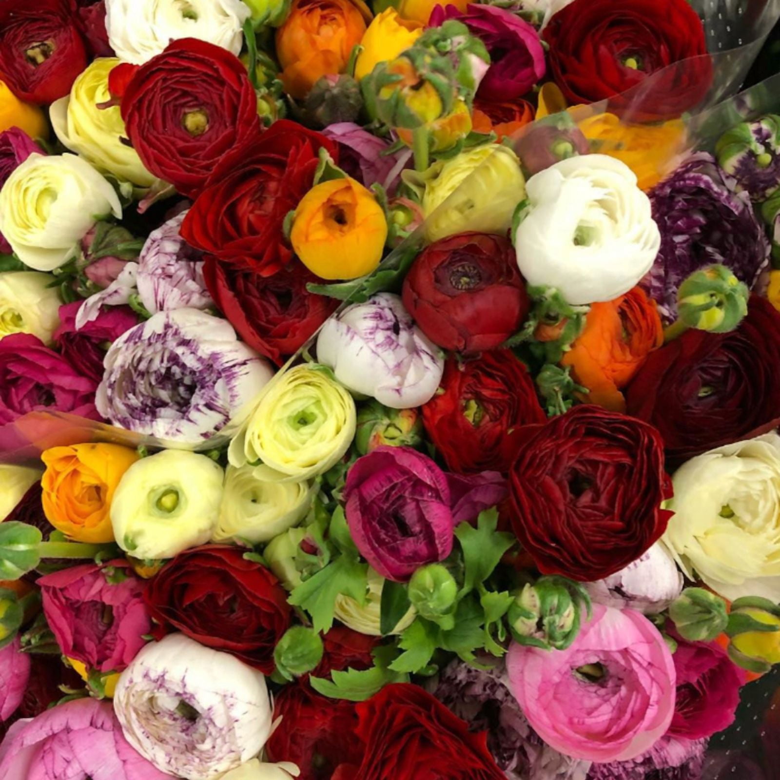 10 Mixed Colors Ranunculus Bulbs, Ranunculus Bulbs for Spring Planting ...