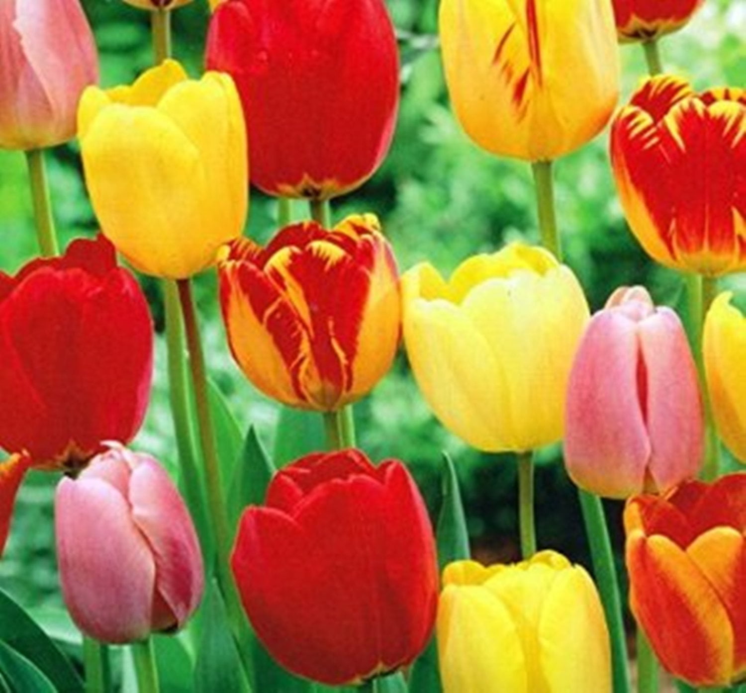 10 Mixed Colors Tulip Bulbs - Freshly Imported from Holland - Walmart.com