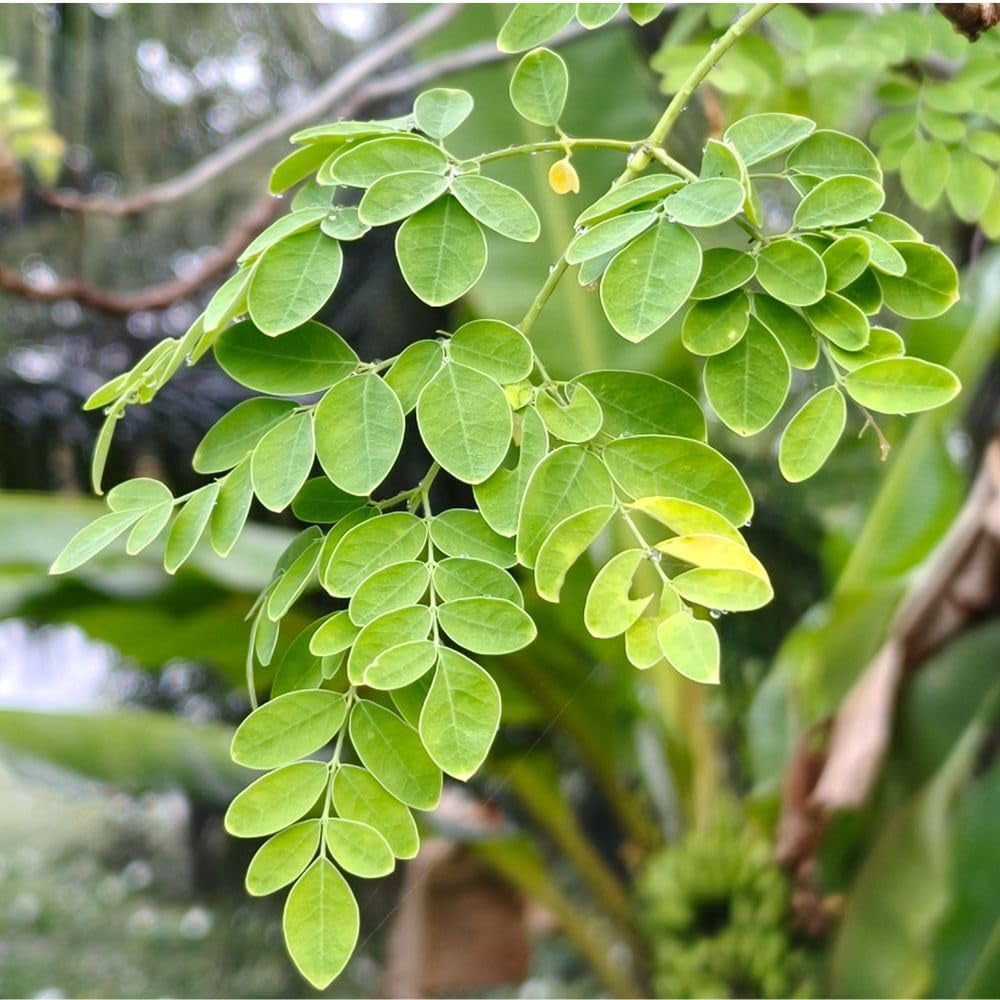 10 Moringa Seeds for Planting Outdoor, Moringa Plant Seeds Fast Growing ...