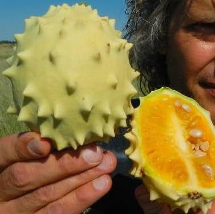 10 Nara Melon Seeds for Planting - Acanthosicyos horridus - Walmart.com