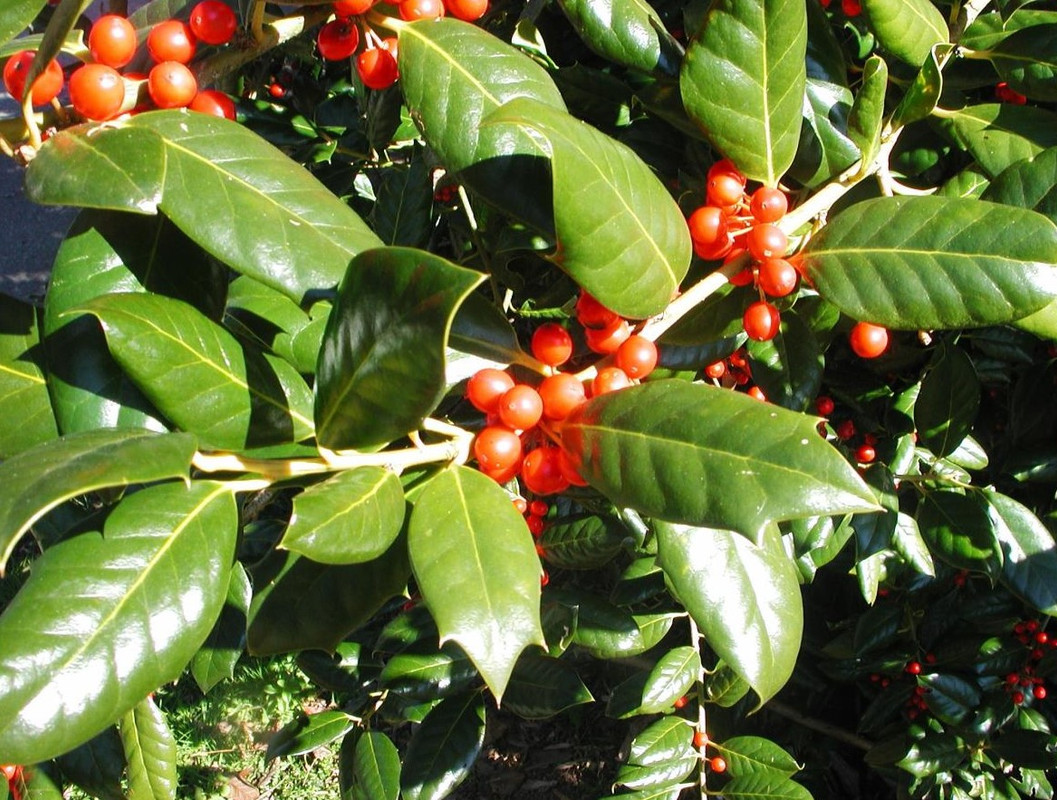 10 Nellie R. Stevens Holly Trees/Shrubs Live Plants 6-12" Tall in 2.5 ...