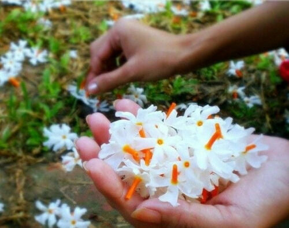 Parijat Flower Seeds | Best Flower Site