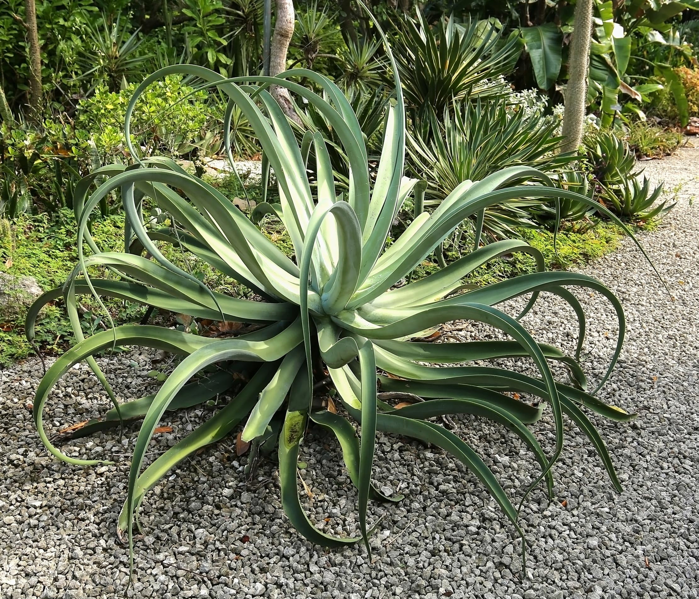 10 Octopus Agave Seeds for Growing - Agave vilmoriniana - Walmart.com