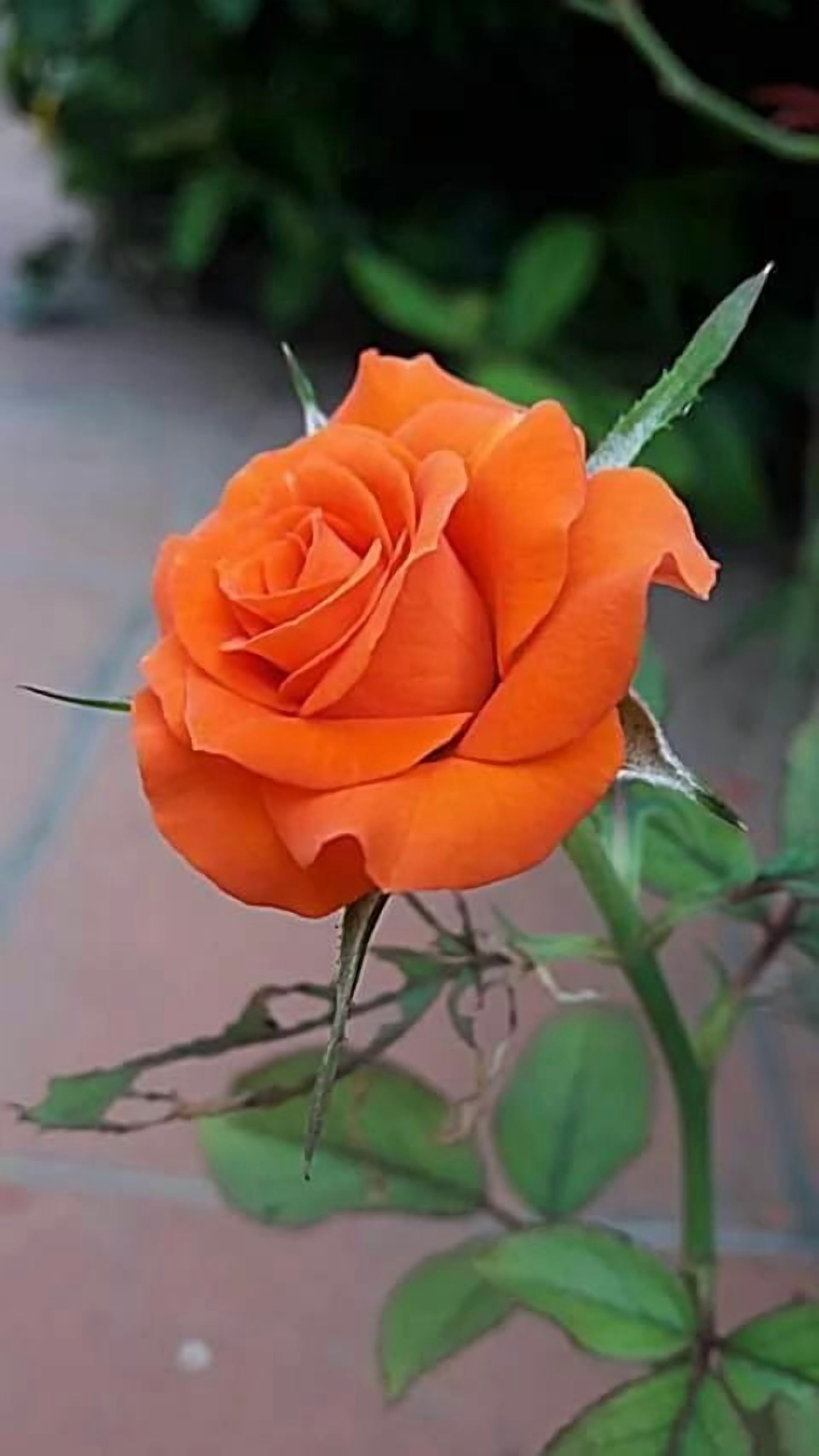 10 Orange Rose Seeds Flower Bush Perennial Bloom Shrub Flowering Sed ...
