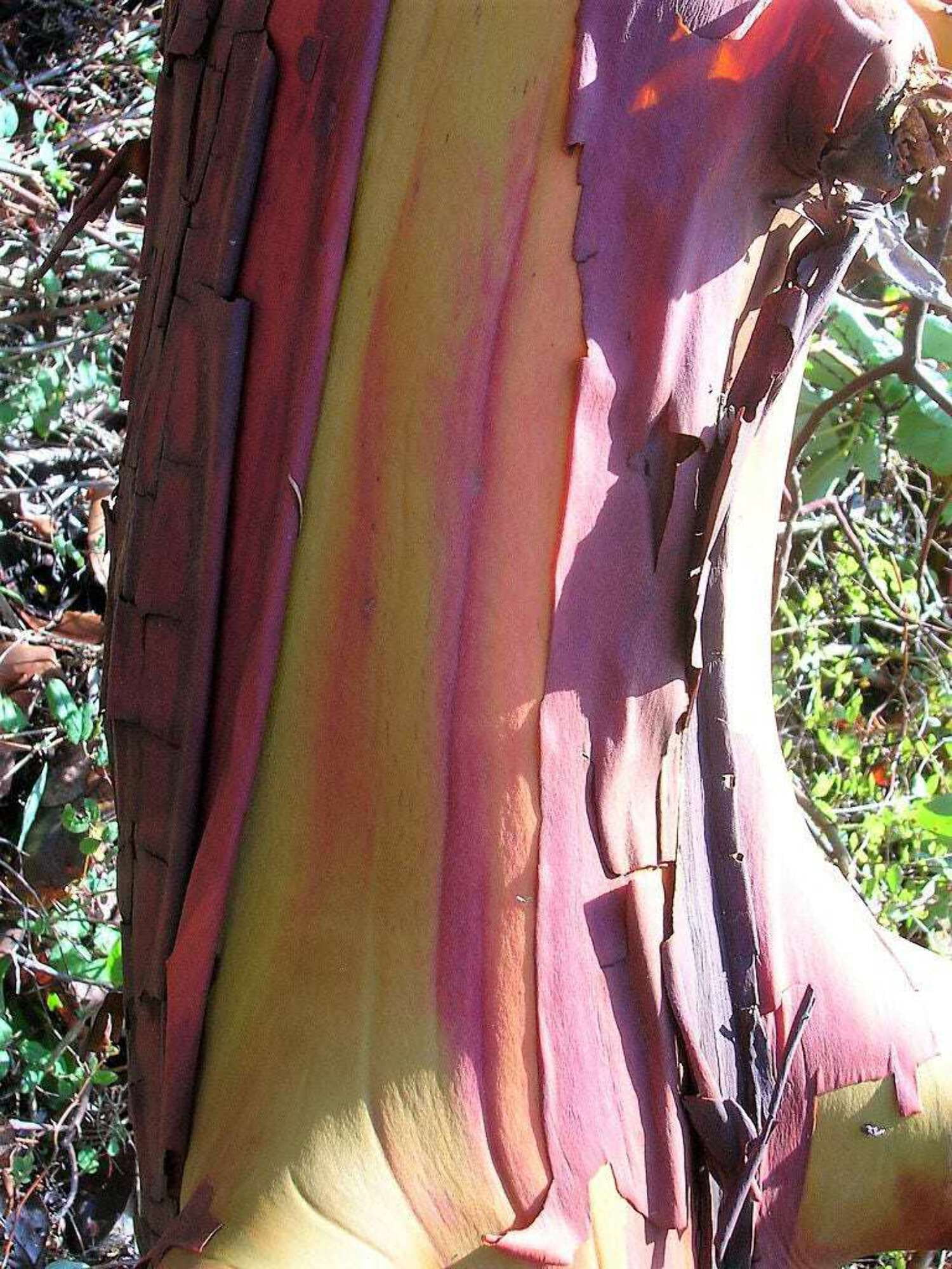 10 PACIFIC MADRONE TREE Bearberry Red Arbutus Menziesii Oregon Laurel ...