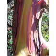 10 PACIFIC MADRONE TREE Bearberry Red Arbutus Menziesii Oregon Laurel ...