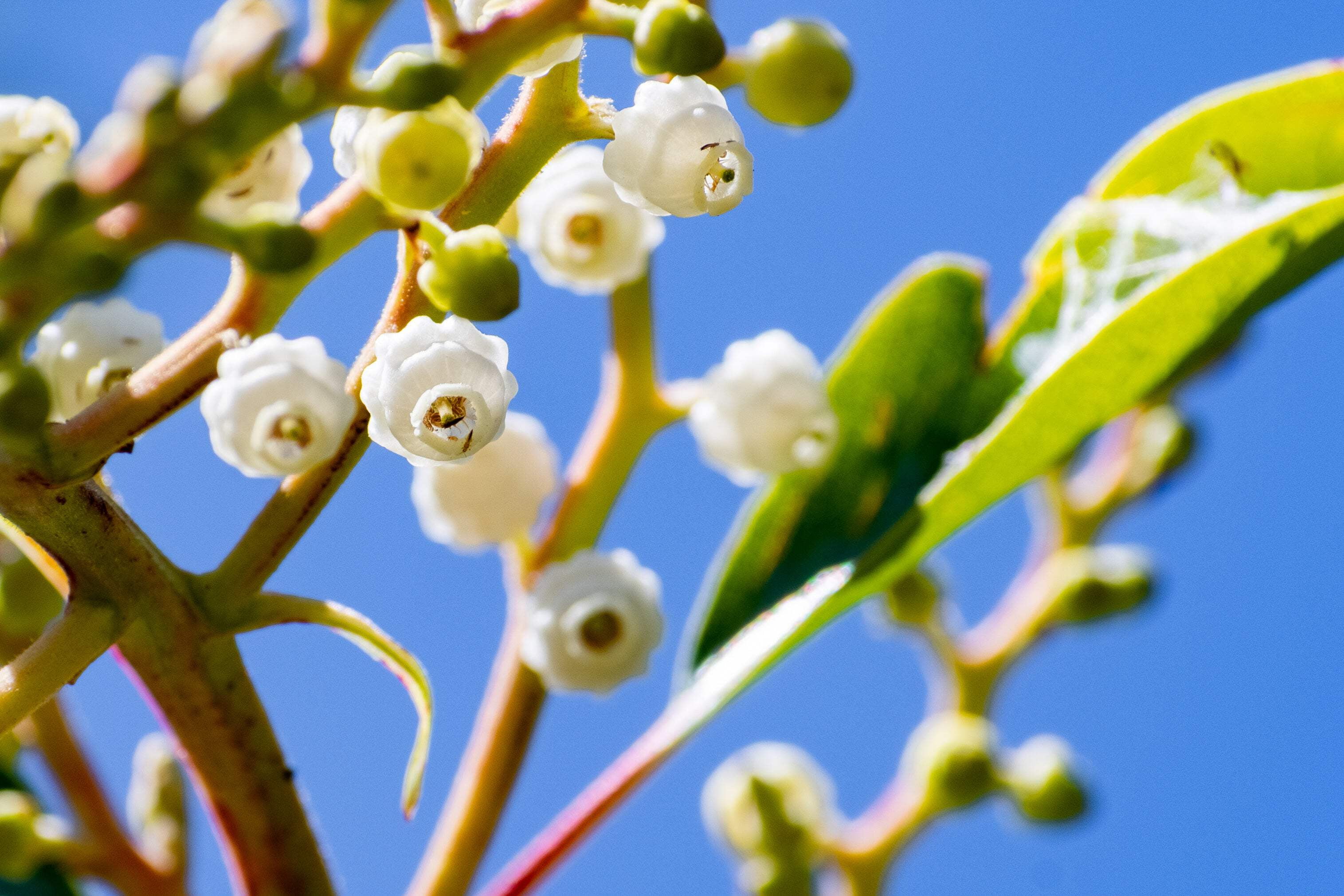 Seedville 10 Pacific Madrone Arbutus Menziesii Plant Seeds - Walmart.com