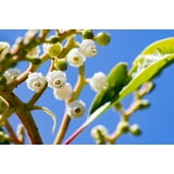 10 PACIFIC MADRONE TREE Bearberry Red Arbutus Menziesii Oregon Laurel ...