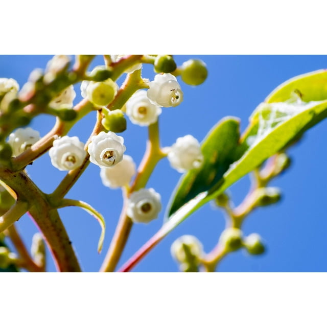 Seedville 10 Pacific Madrone Arbutus Menziesii Plant Seeds - Walmart.com