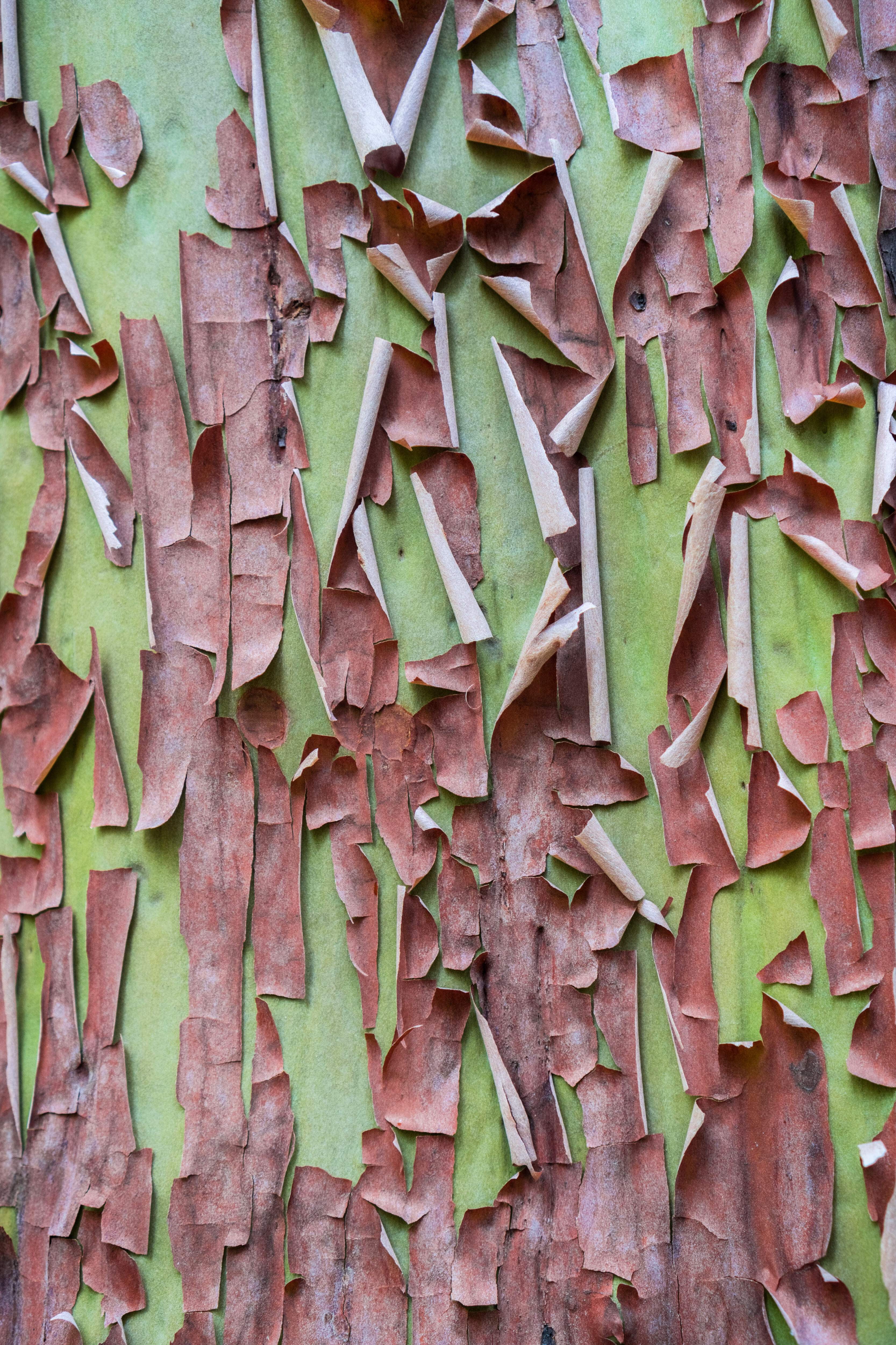 10 PACIFIC MADRONE TREE Bearberry Red Arbutus Menziesii Oregon Laurel ...