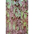 10 PACIFIC MADRONE TREE Bearberry Red Arbutus Menziesii Oregon Laurel ...