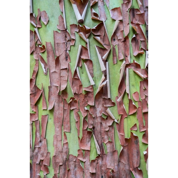 10 PACIFIC MADRONE TREE Bearberry Red Arbutus Menziesii Oregon Laurel ...