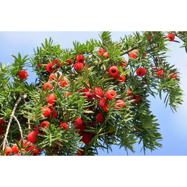 10 PACIFIC YEW Tree Taxus Baccata Brevifolia Evergreen Conifer Sun or ...