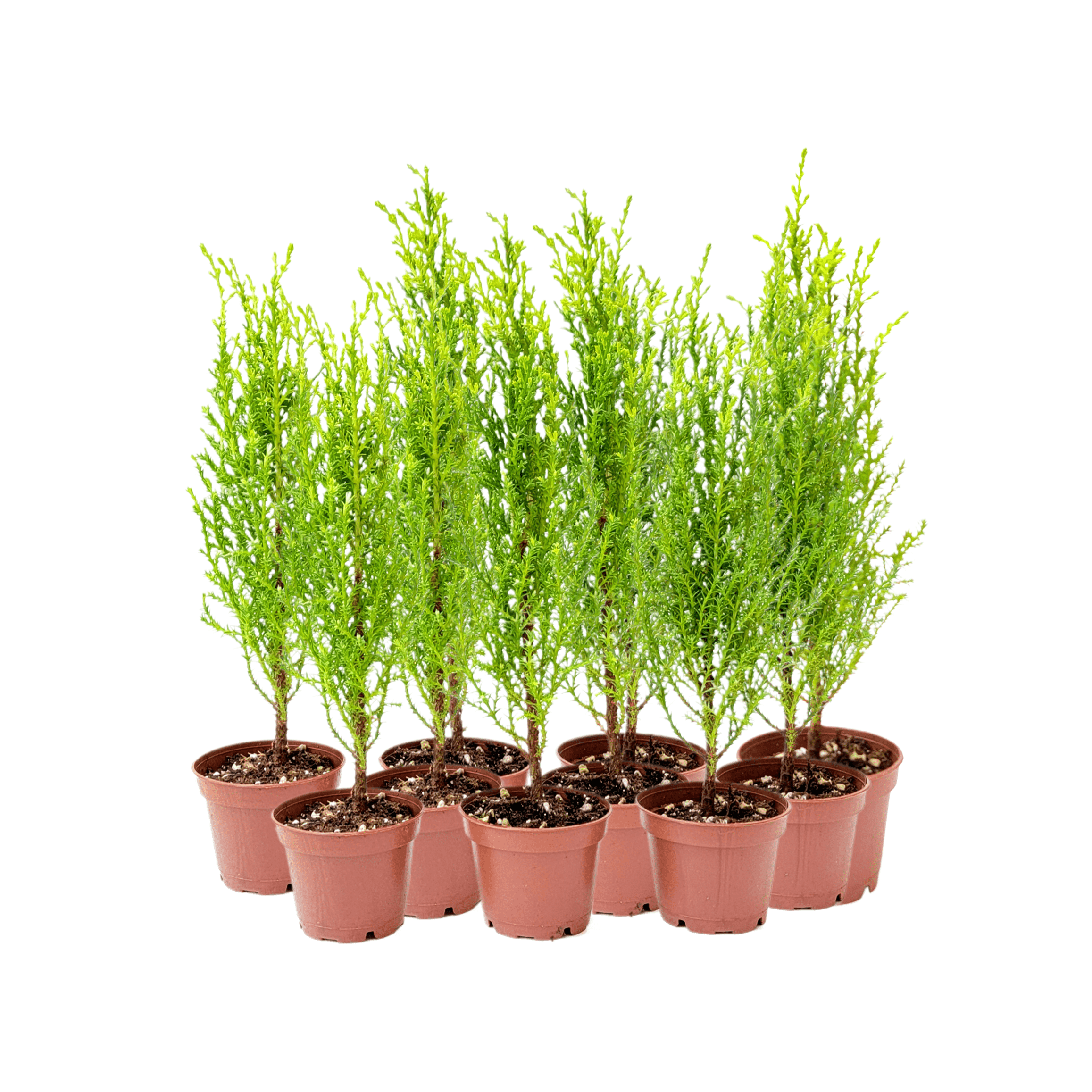 10-PK Live Dwarf Lemon Cypress, Cupressus macrocarpa ‘Goldcrest Wilma ...