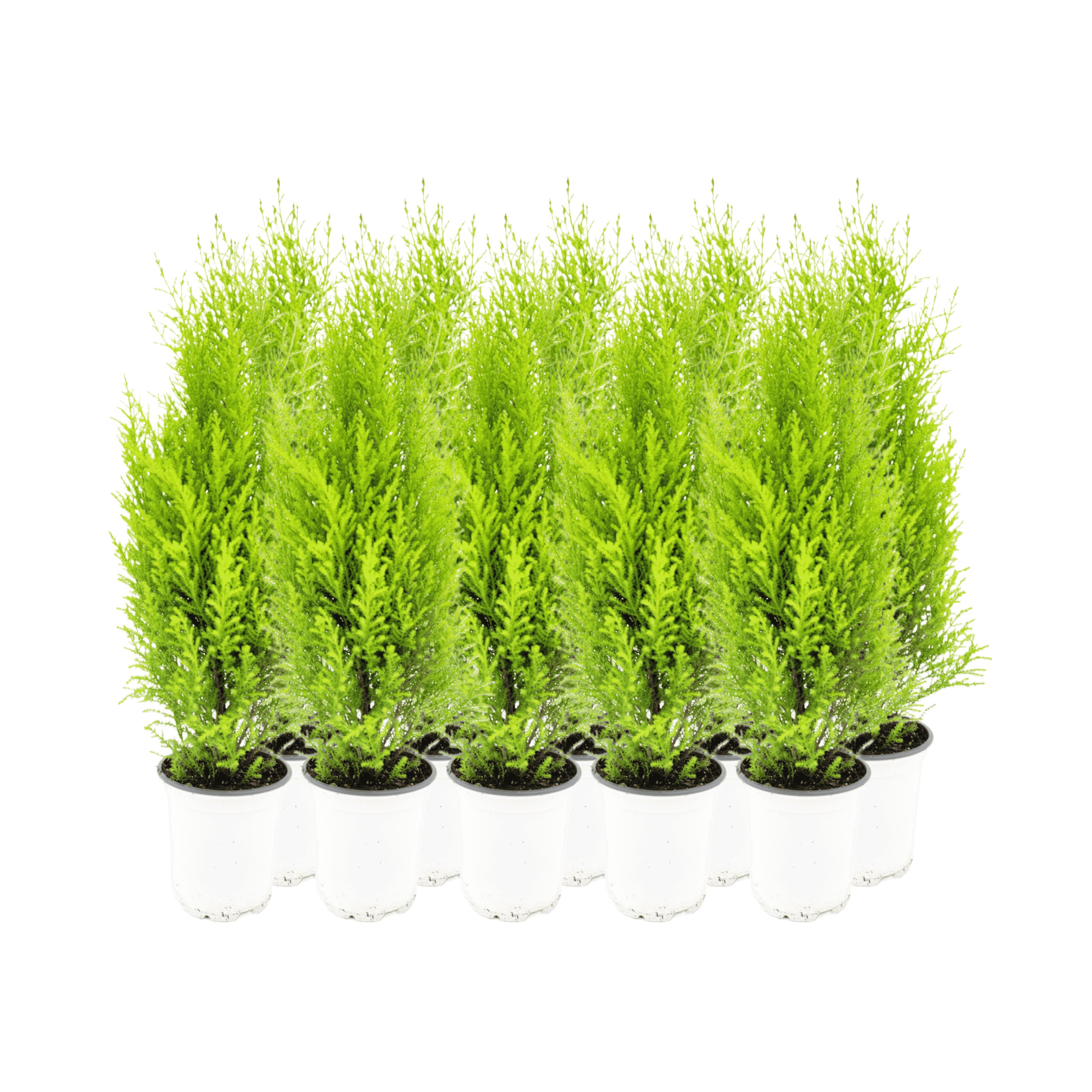 10-PK Live Dwarf Lemon Cypress, Cupressus macrocarpa ‘Goldcrest Wilma ...