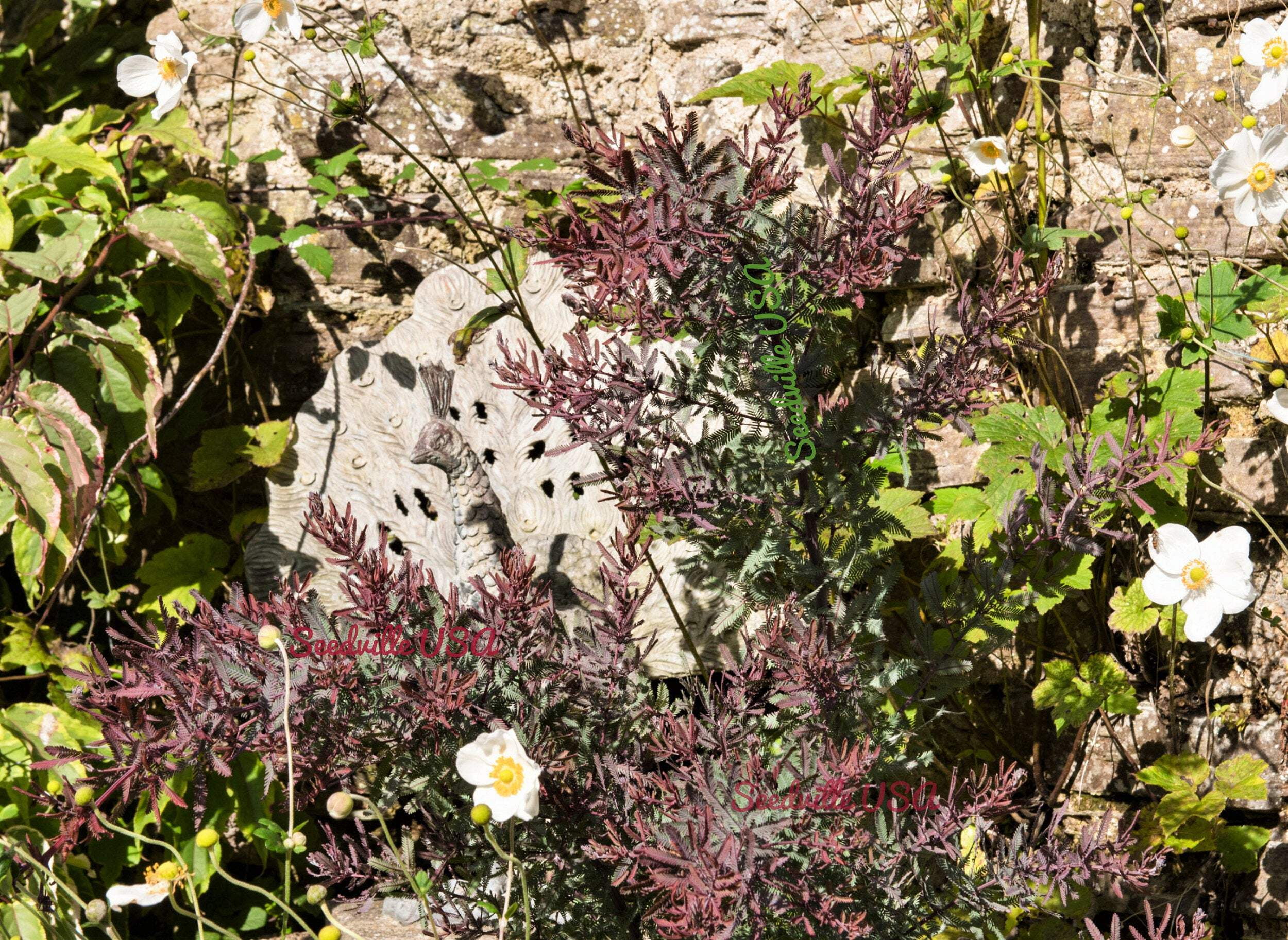 10 PURPLE ACACIA Baileyana Purpurea Fernleaf Mimosa Cootamundra Wattle ...