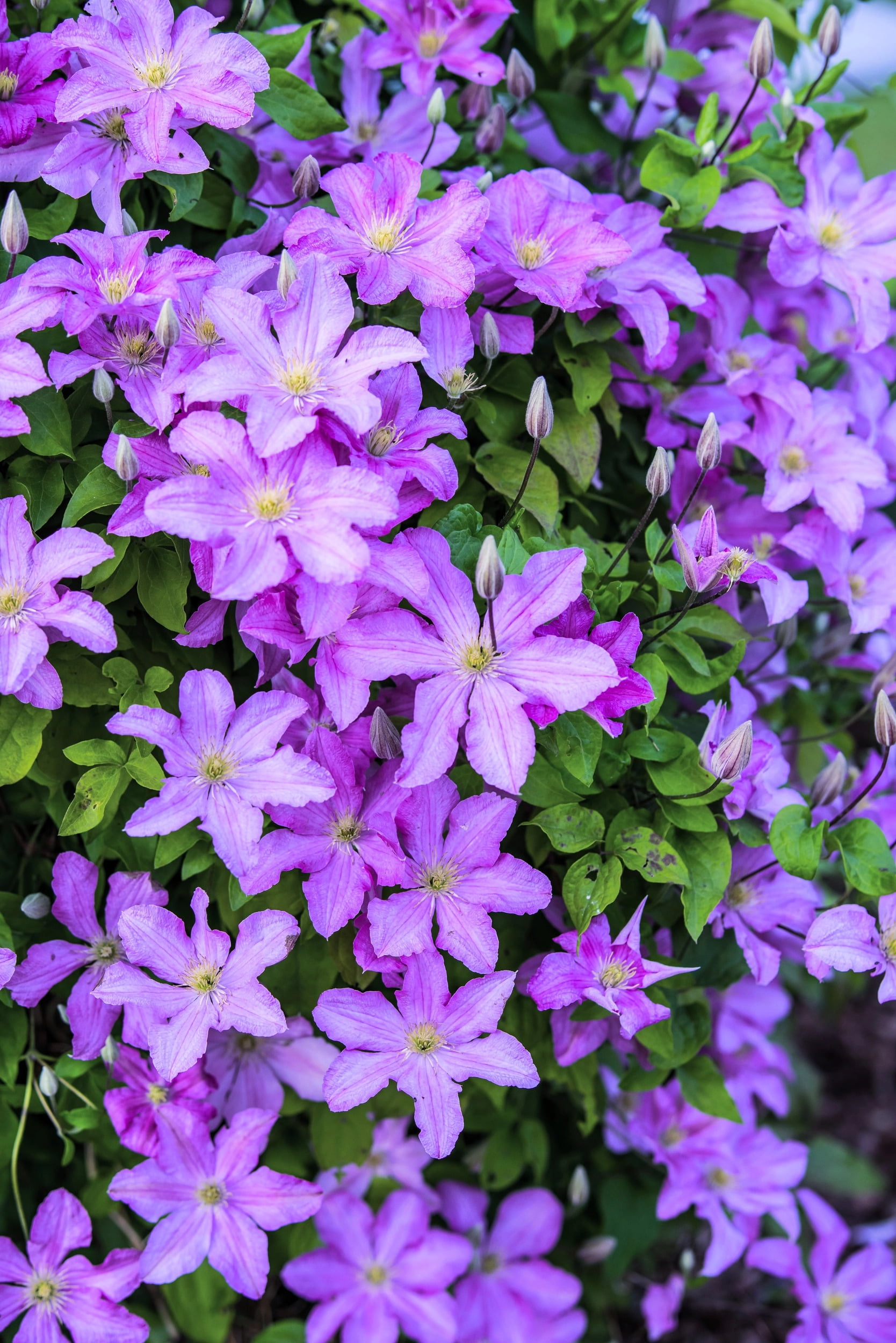 Seedville 10 Purple Alpine Clematis Plant Seeds - Walmart.com