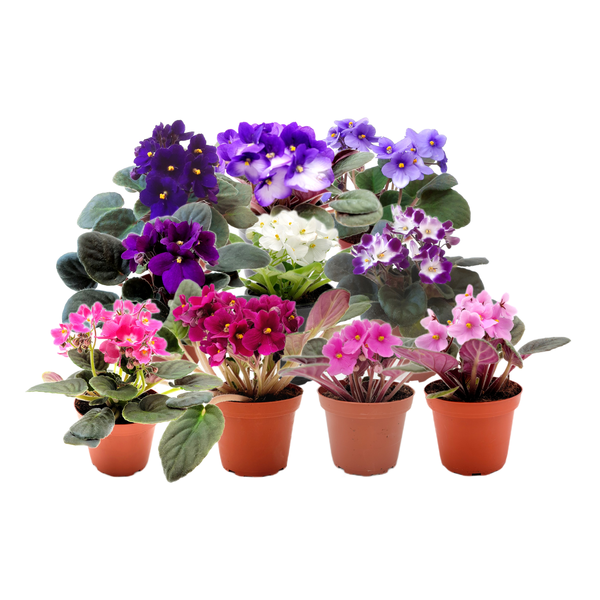 10-Pack of 4” Pot African Violets, Saintpaulia ionantha, from 12 ...