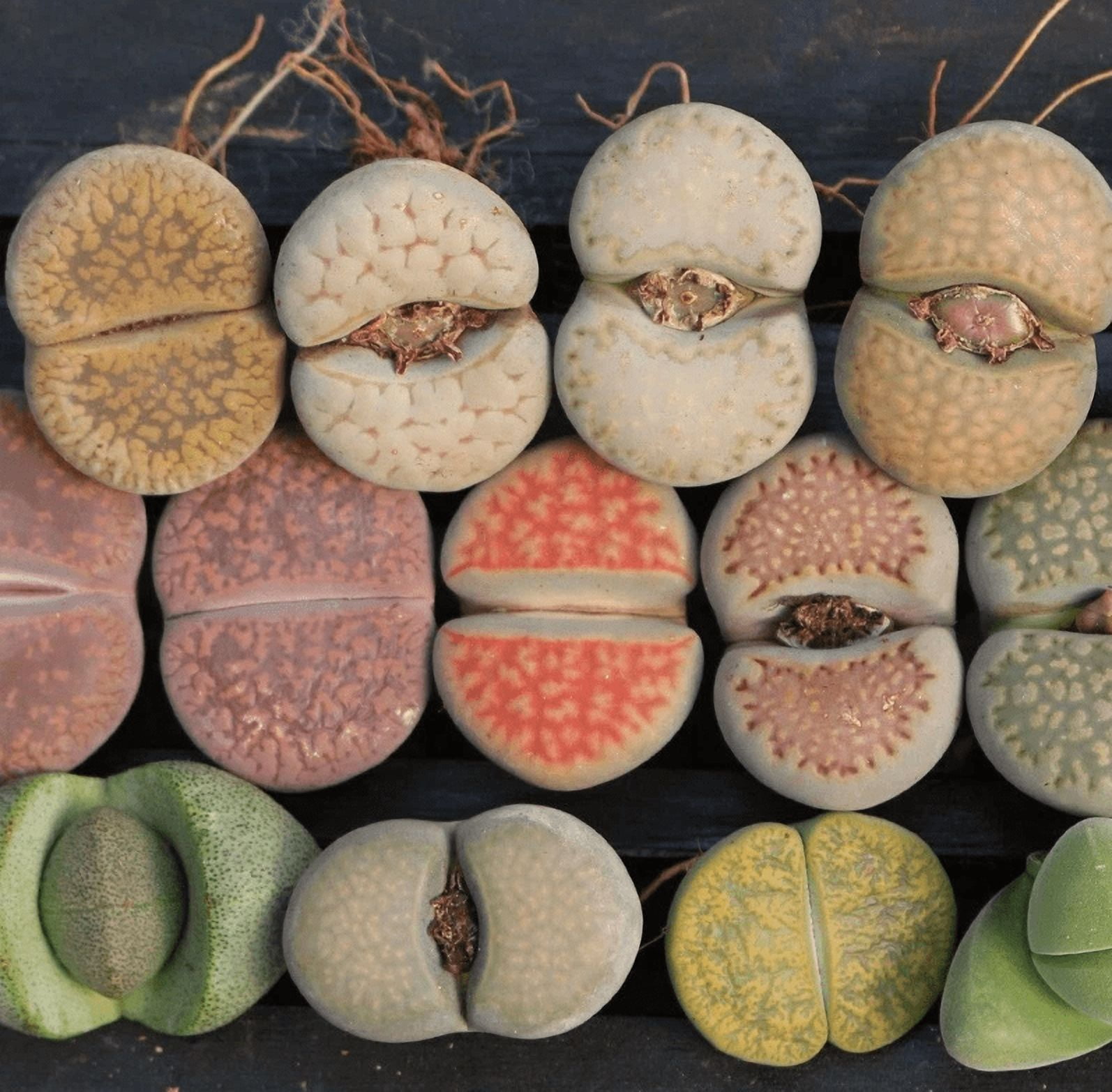 10 Pack Assorted Lithops Live Plants Bonsai Living Stones Flower ...
