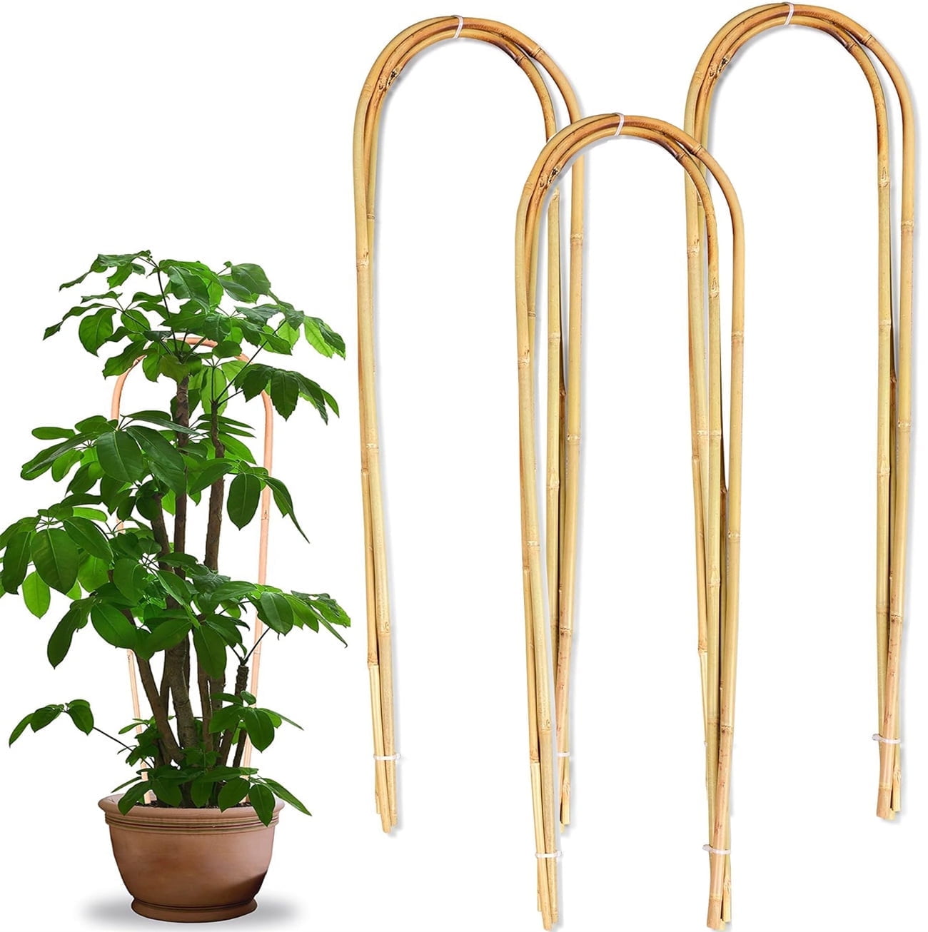10 Pack Bamboo Trellis,Natural Bamboo Plants Trellis U-Hoop,Bexikou 16 ...