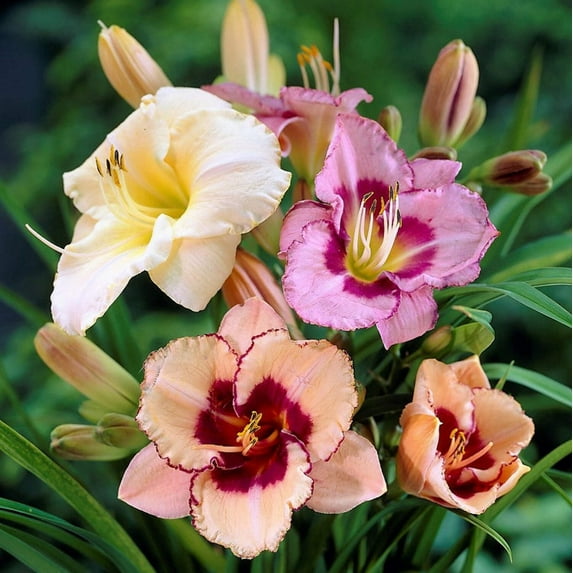 Easy to Grow - Outdoor Live Bulbs, 10 Pack Daylily Mixed Colors Mix ...