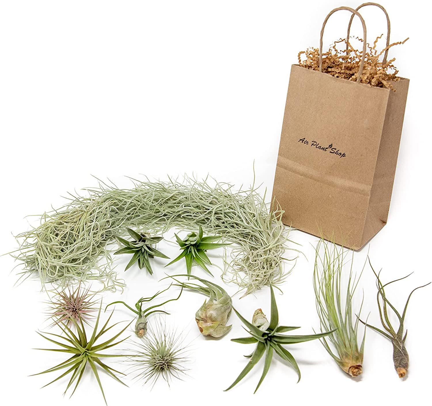 10 Pack Grab Bag Air Plants Gift Wrapped with Tillandsia Usneiodes ...